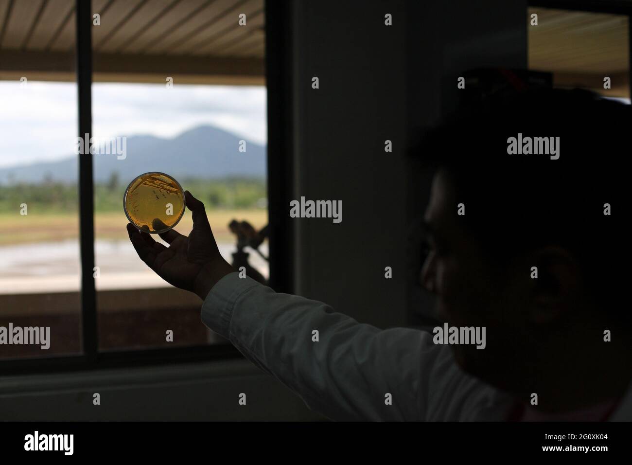 The International Rice Research Institute (IRRI) at Los Baños ...