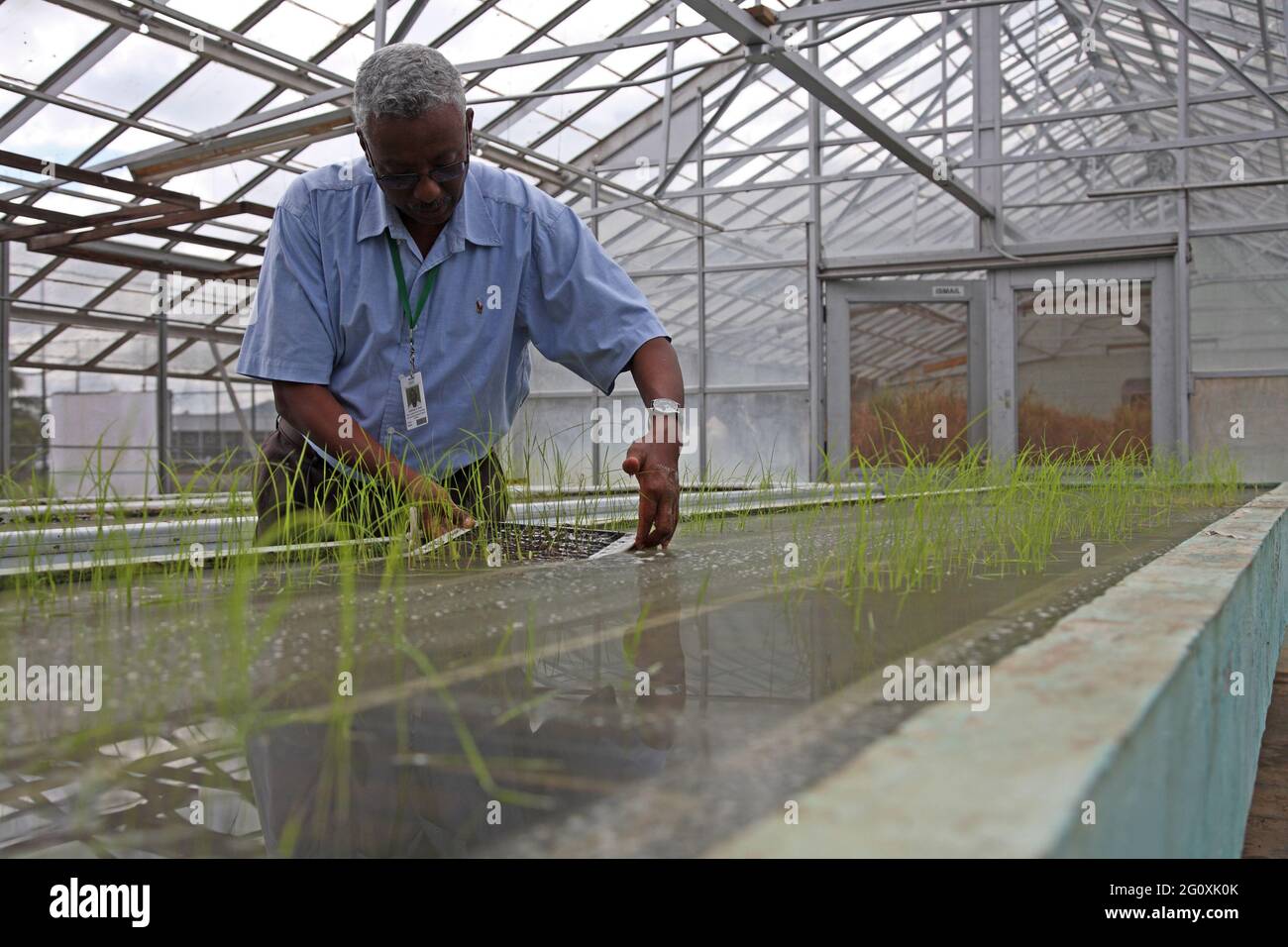 The International Rice Research Institute (IRRI) at Los Baños ...