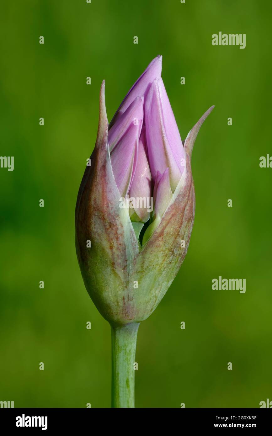 Lily leek hi-res stock photography and images - Alamy