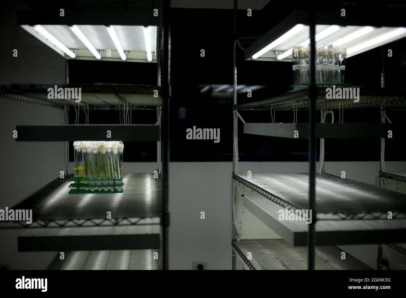 The International Rice Research Institute (IRRI) at Los Baños ...