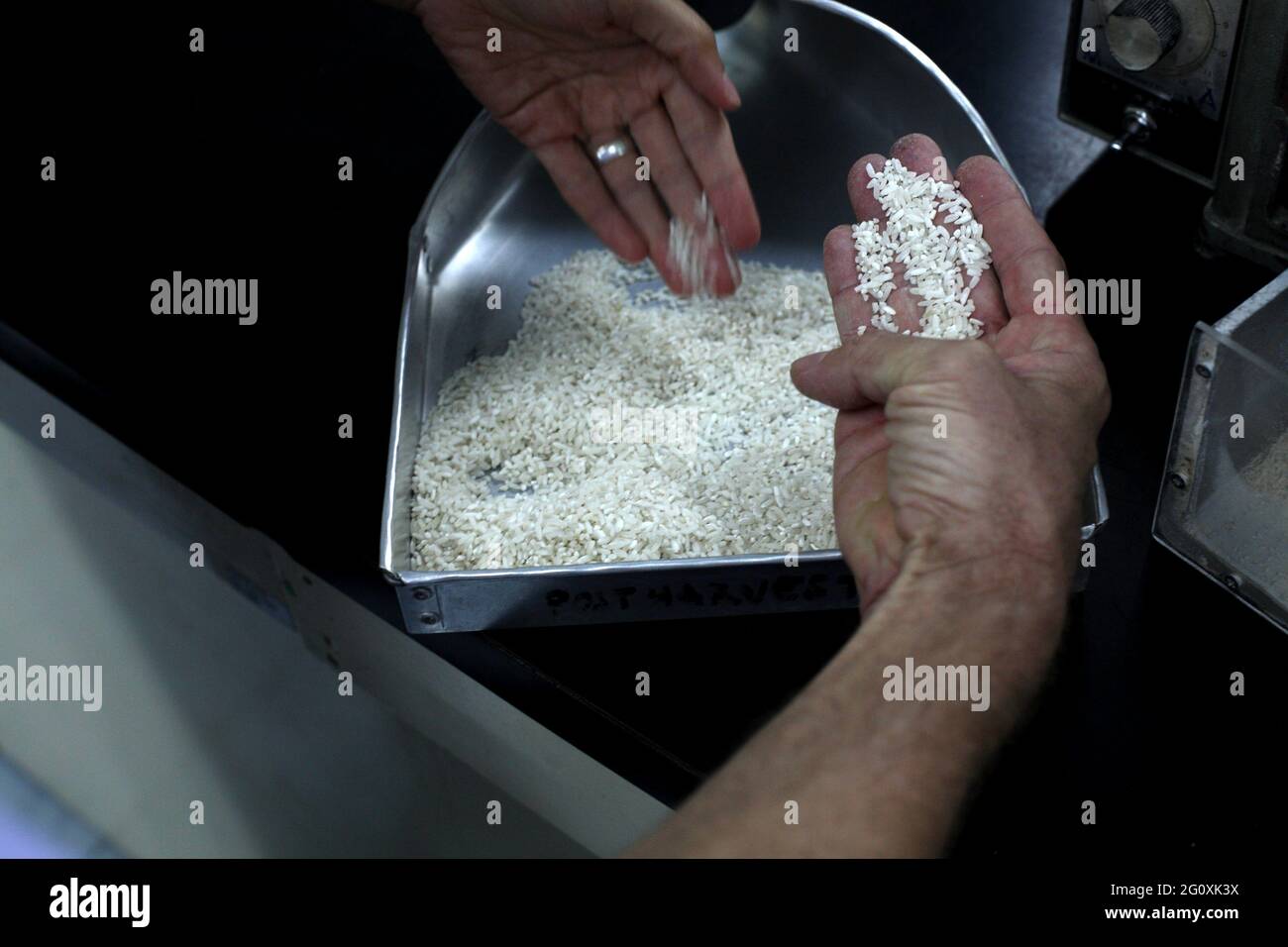 A sample of rice at the International Rice Research Institute (IRRI) at ...