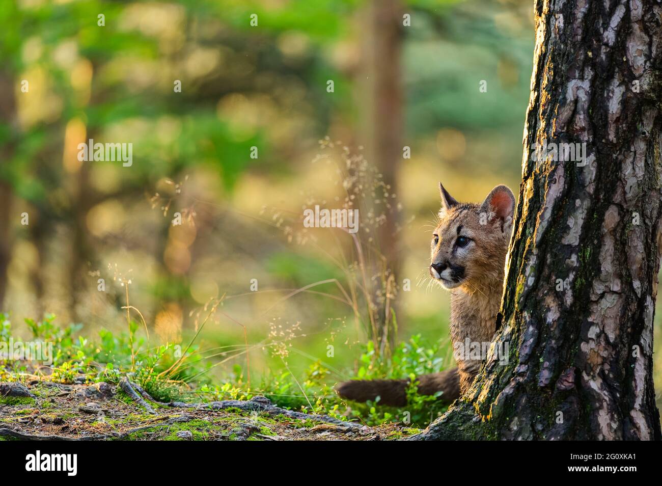 The cougar (Puma concolor) in the forest at sunrise. Young dangerous ...