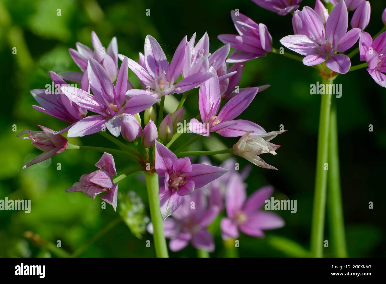 Pink Lily Leek - Allium oreophilum, garden onion flower Stock Photo - Alamy