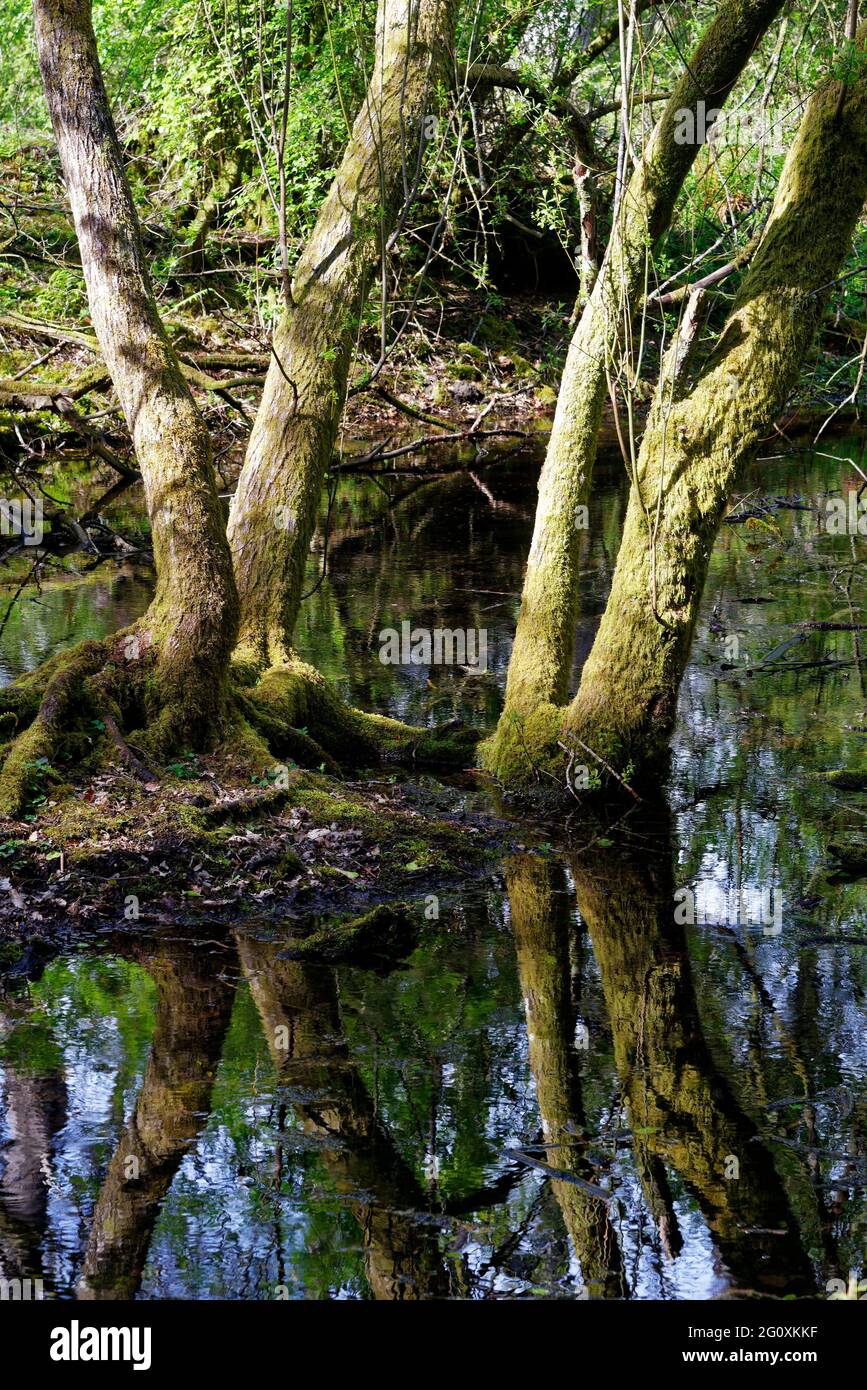 Wet woodland hi-res stock photography and images - Alamy