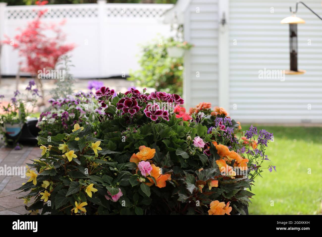 Double impatiens High Resolution Stock Photography and Images - Alamy