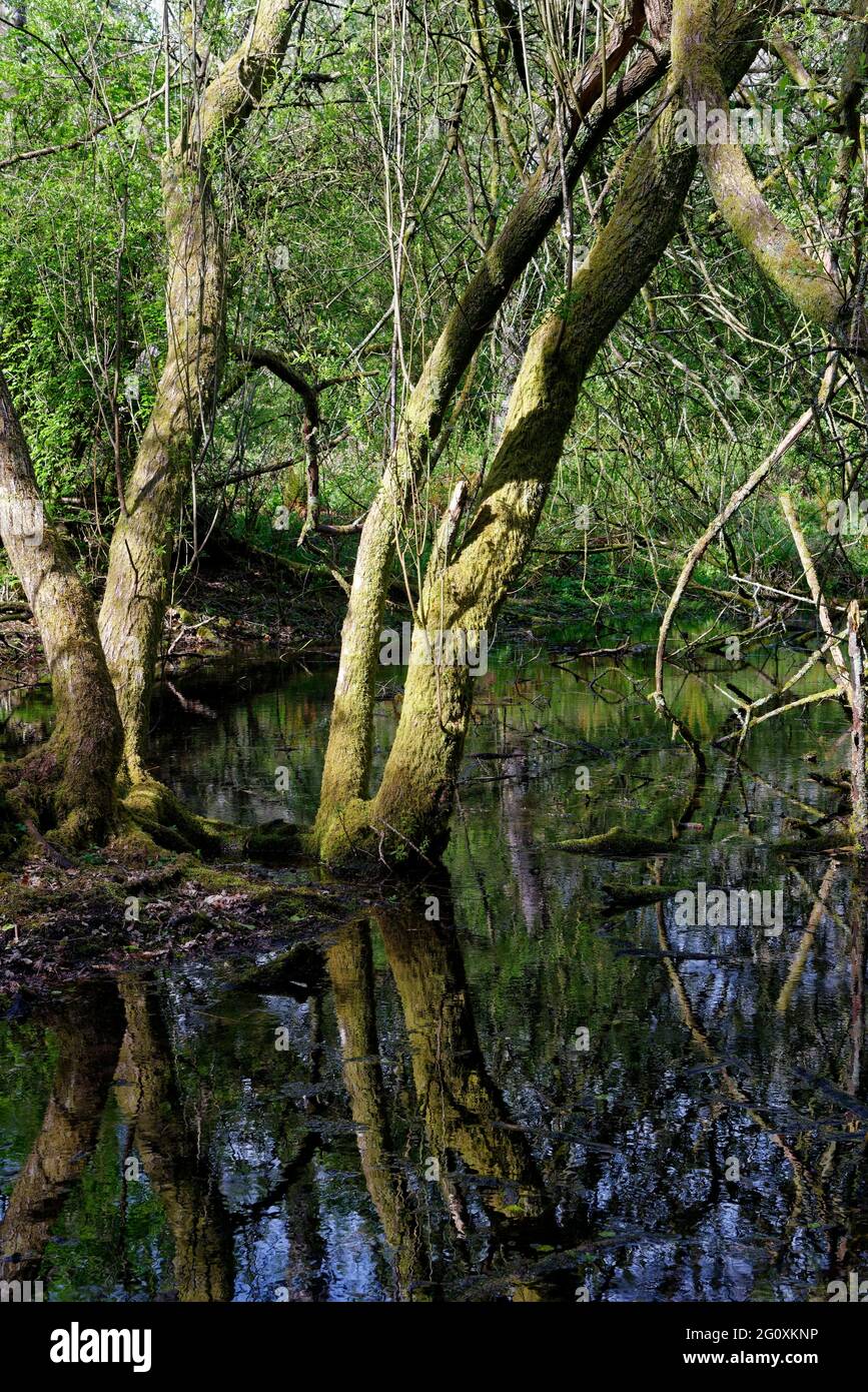 Reflection of trees in Wet Woodland, Charterhouse, Mendip Hills ...