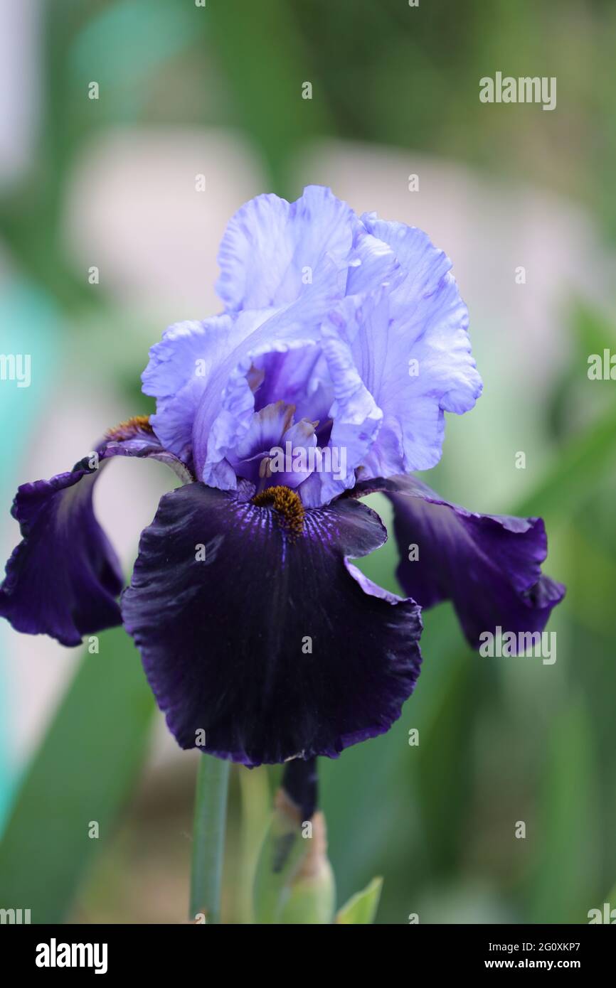Im back iris hi-res stock photography and images - Alamy