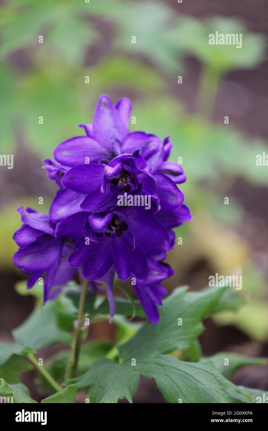 Dark blue black bee delphinium hi-res stock photography and images - Alamy