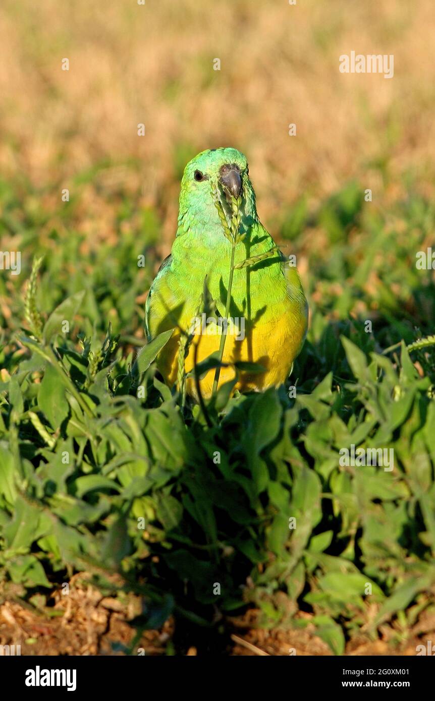 Ground parrot queensland hi-res stock photography and images - Alamy