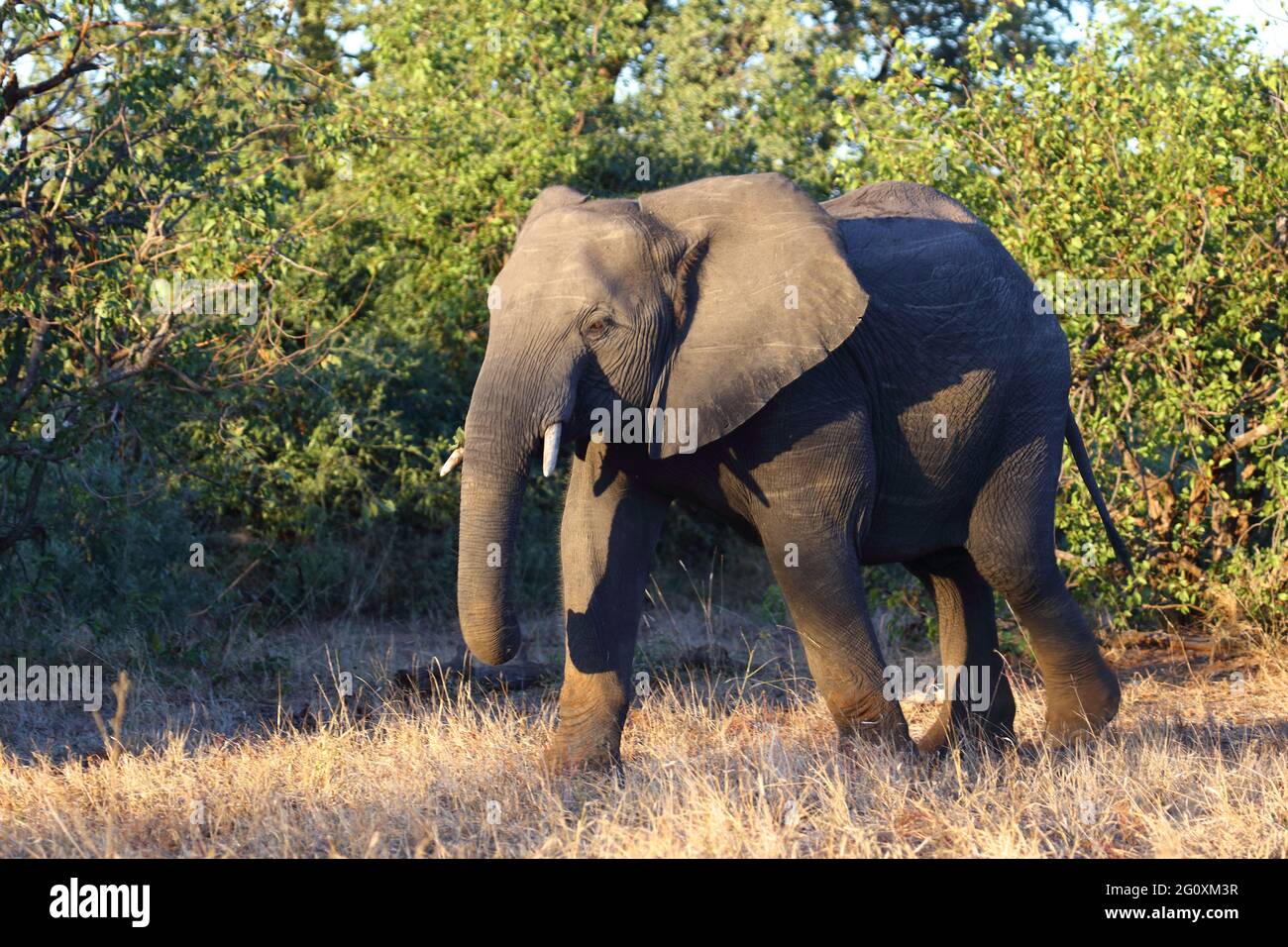 Afrikanischer Elefant / African elephant / Loxodonta africana Stock ...