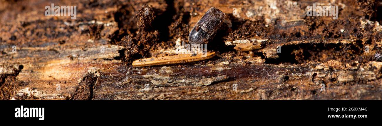 a bark beetle on a tree panorama Stock Photo - Alamy