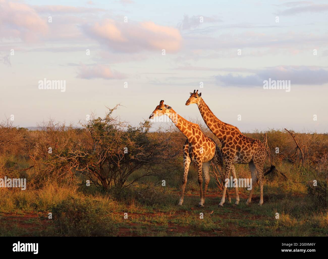 Giraffe / Giraffe / Giraffa camelopardalis Stock Photo - Alamy