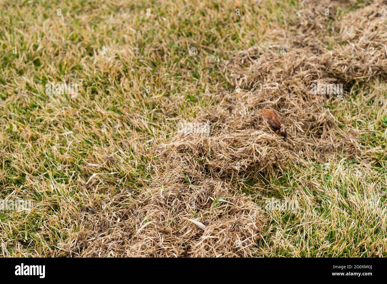Rotten grass hi-res stock photography and images - Alamy