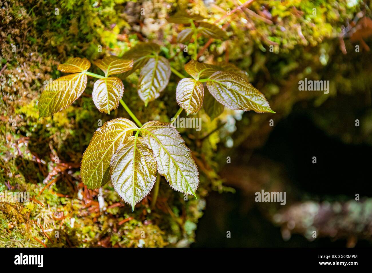 Canadian plants hi-res stock photography and images - Alamy