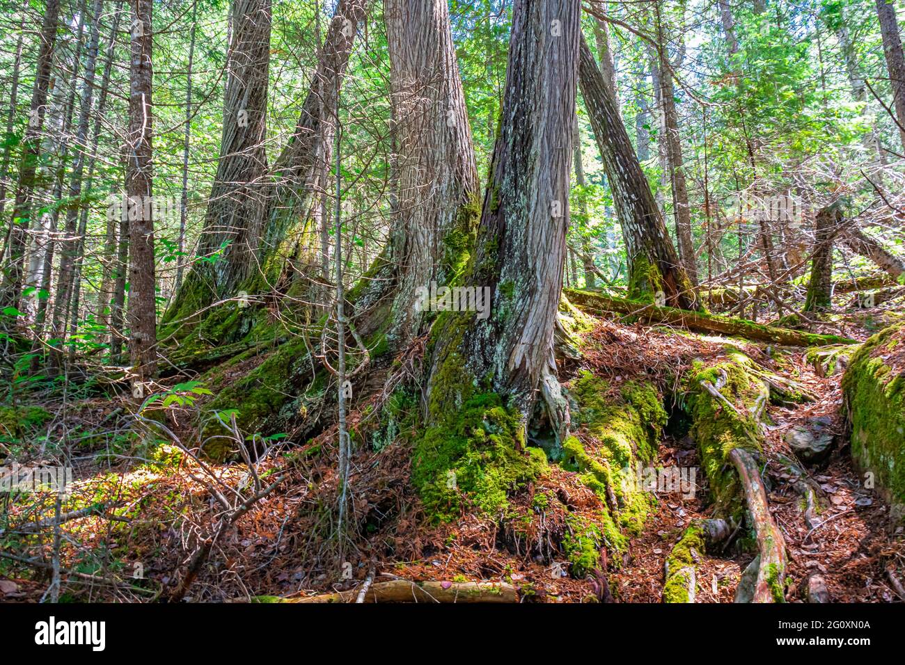 Canadian plants hi-res stock photography and images - Alamy