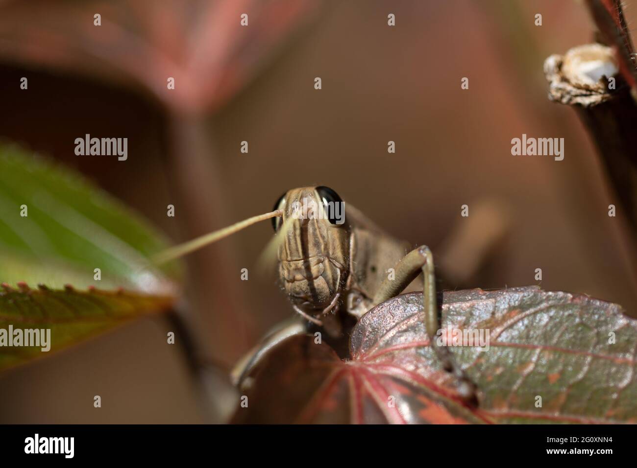 Edible locusts africa hi-res stock photography and images - Alamy