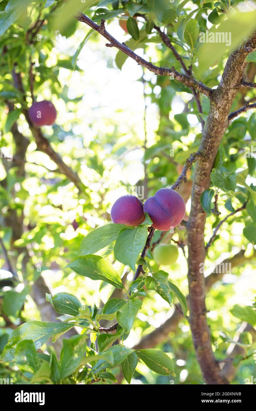 Plumcot tree hi-res stock photography and images - Alamy