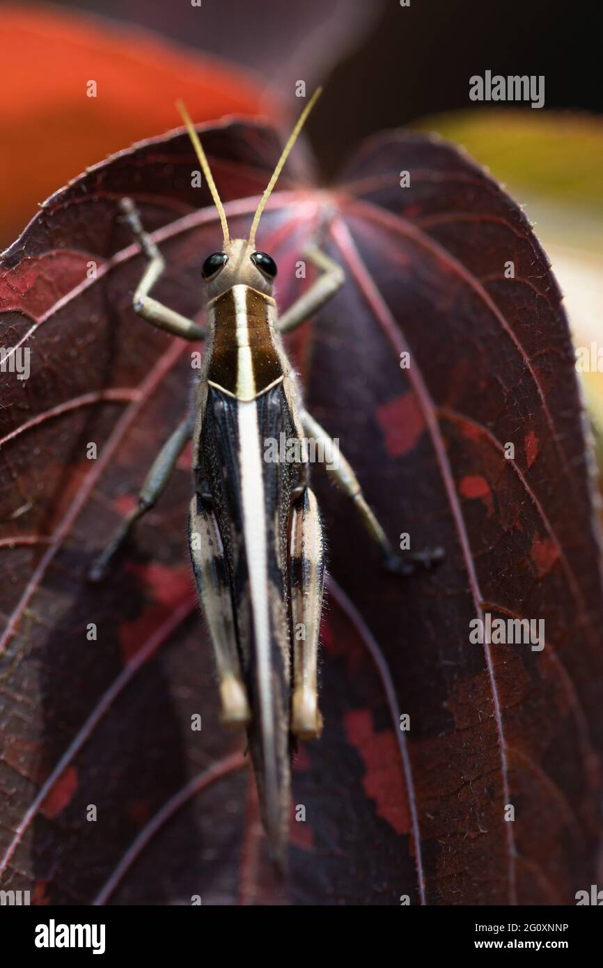 Back view of a grasshopper hi-res stock photography and images - Alamy