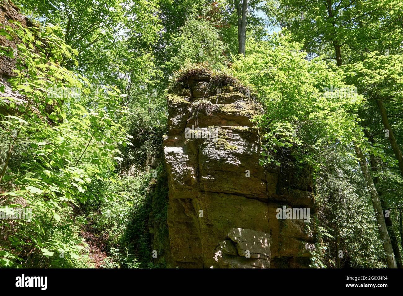 Shot in a green forest Stock Photo - Alamy