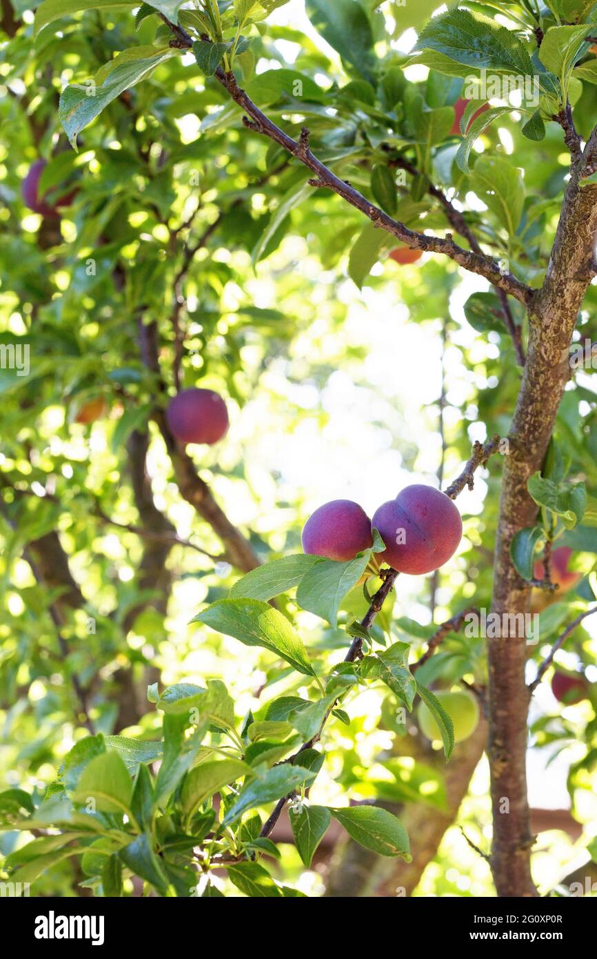 Plumcot tree hi-res stock photography and images - Alamy