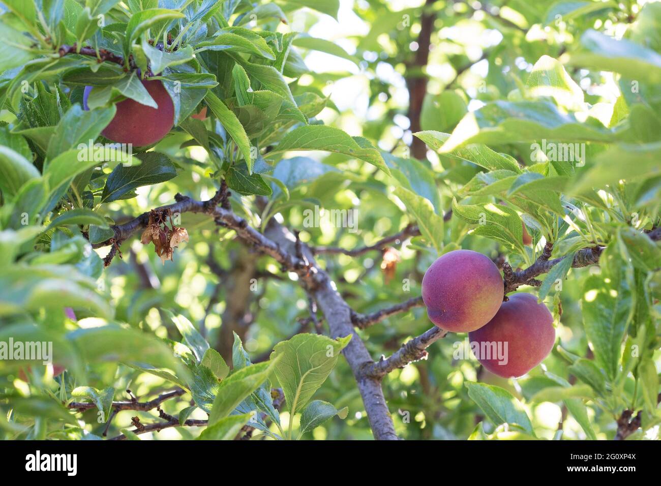 Plumcot 'spring satin' - prunus hybrid Stock Photo - Alamy