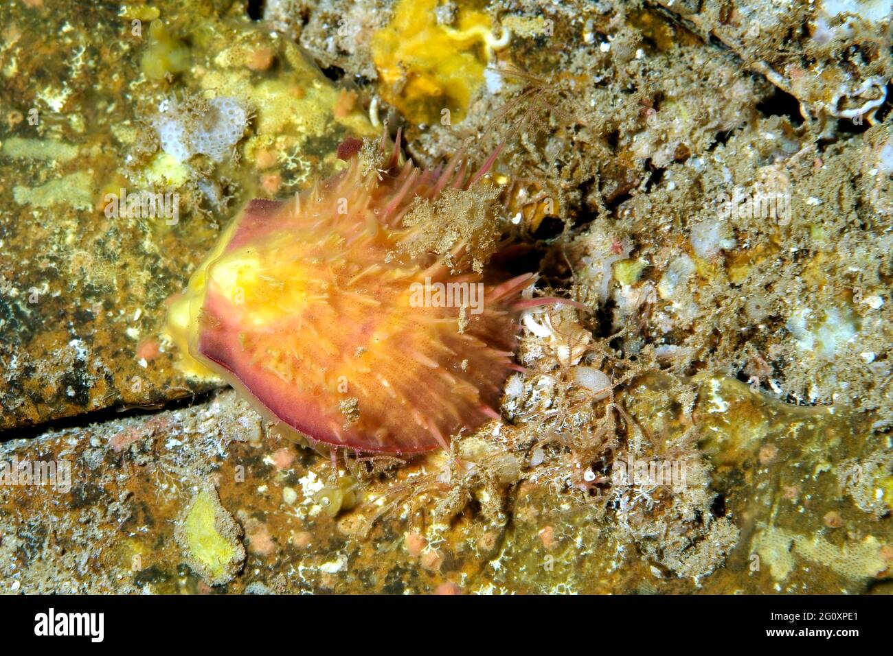 Spondylus Spondylidae High Resolution Stock Photography and Images - Alamy