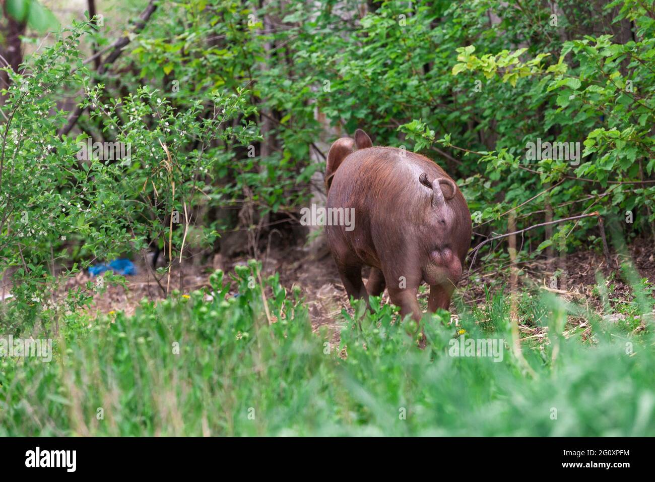wild pig with dark brown hair and curled pig tail in the forest eating ...