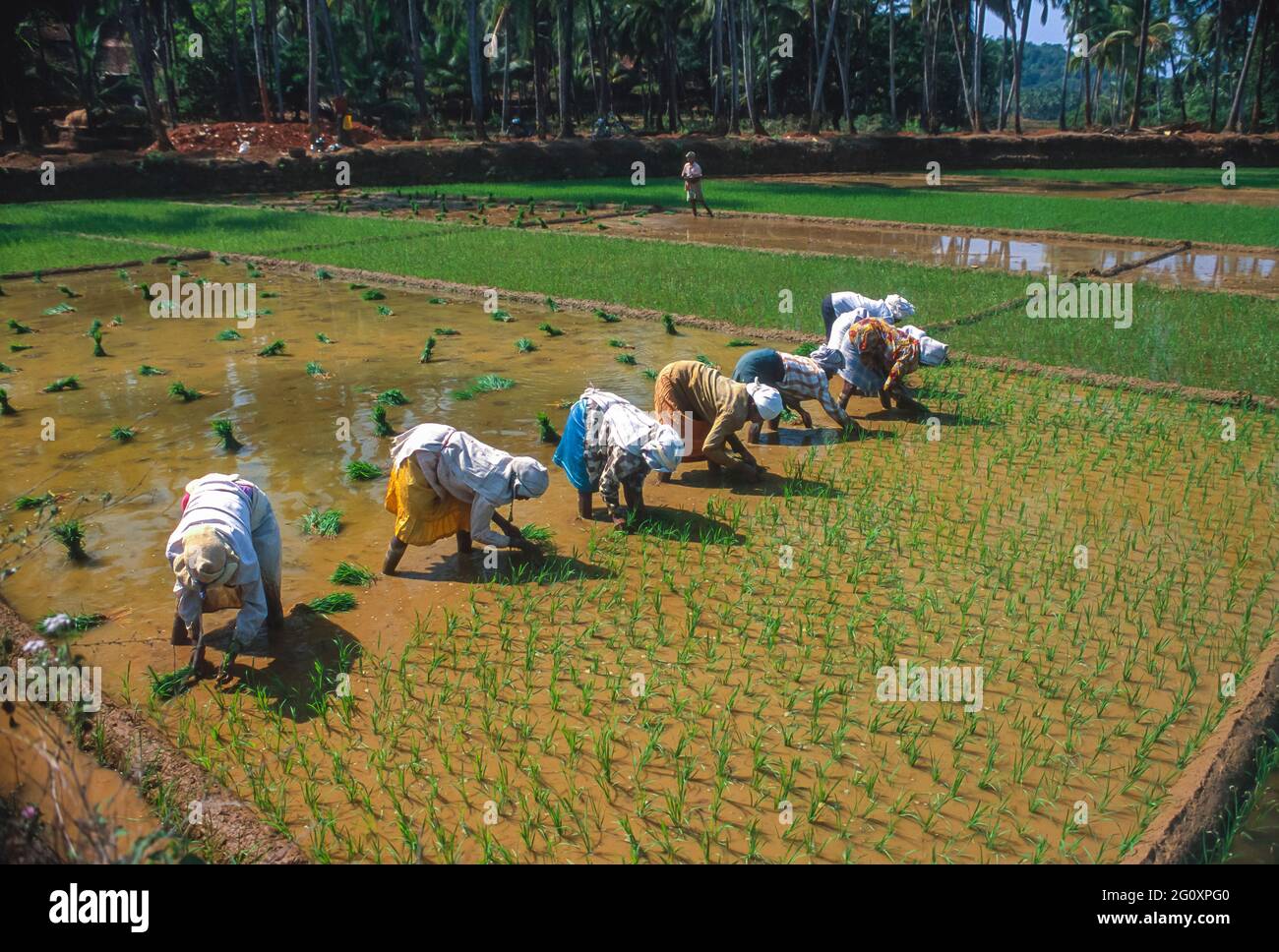 PONDA, GOA STATE, INDIA - Women planting rice Stock Photo - Alamy