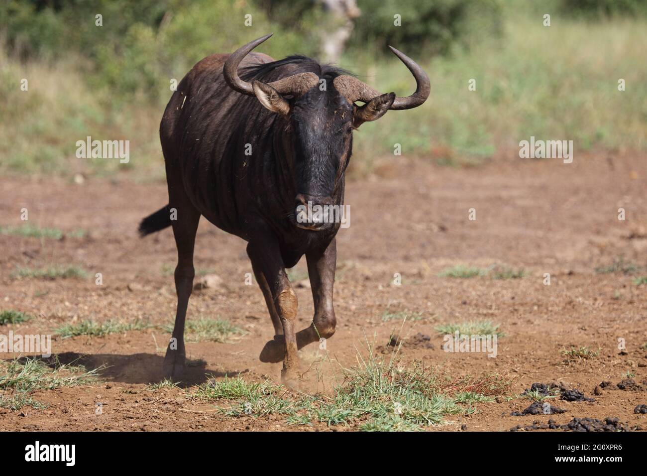 Streifengnu / Blue wildebeest / Connochaetes taurinus Stock Photo - Alamy