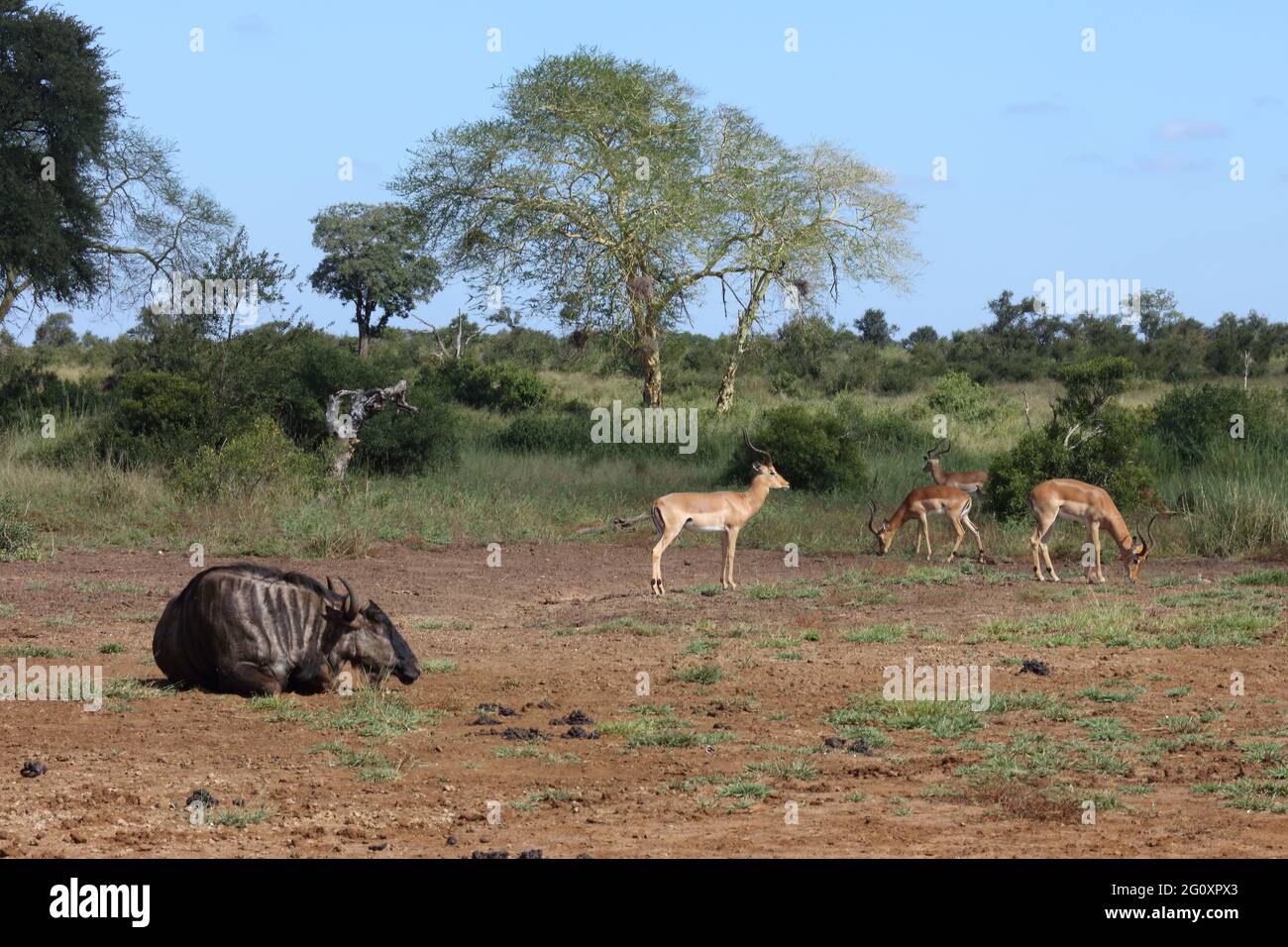 Streifengnu und Schwarzfersenantilope / Blue wildebeest and Impala ...