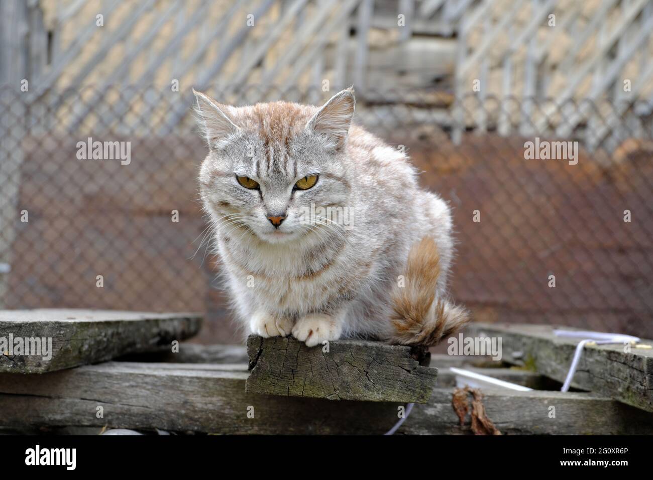 Country cat hi-res stock photography and images - Alamy