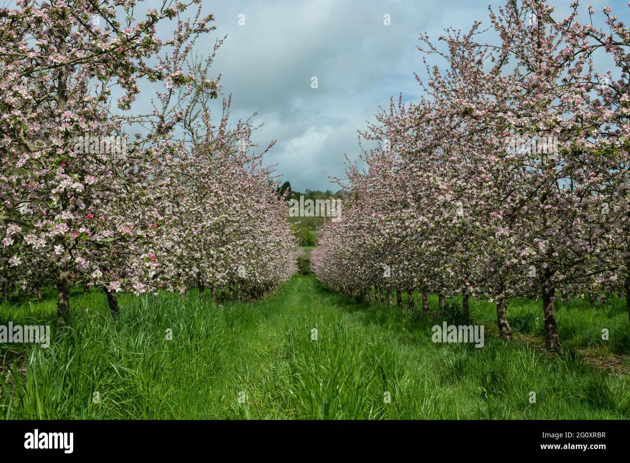 Two rows of apple trees in blossom in a modern cider orchard Stock ...