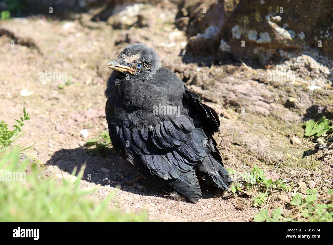 Black king crow hi-res stock photography and images - Alamy