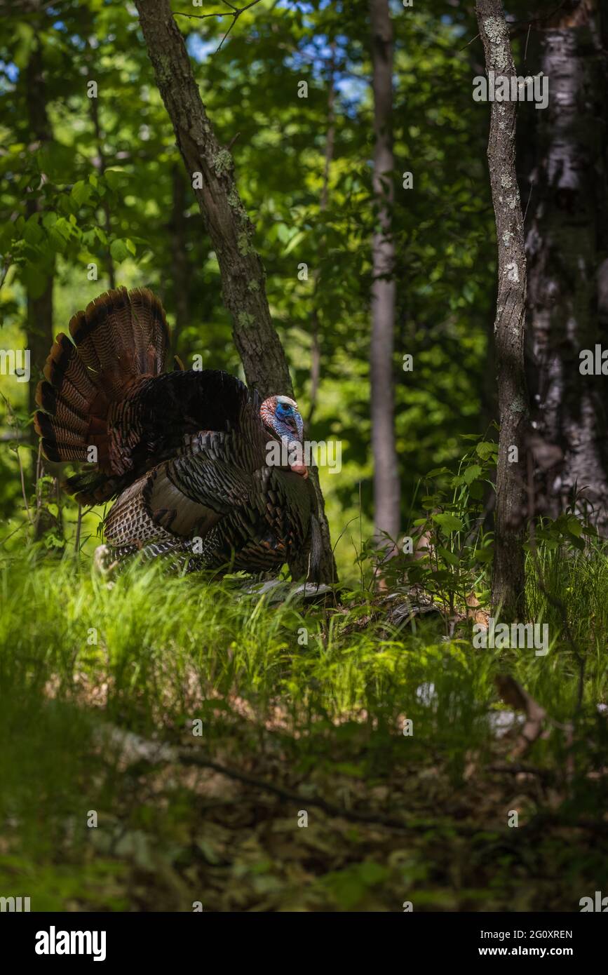 Eastern wild turkey in northern Wisconsin Stock Photo - Alamy