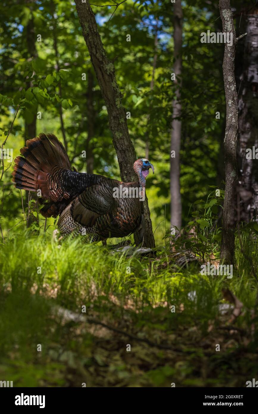 Eastern wild turkey in northern Wisconsin Stock Photo - Alamy