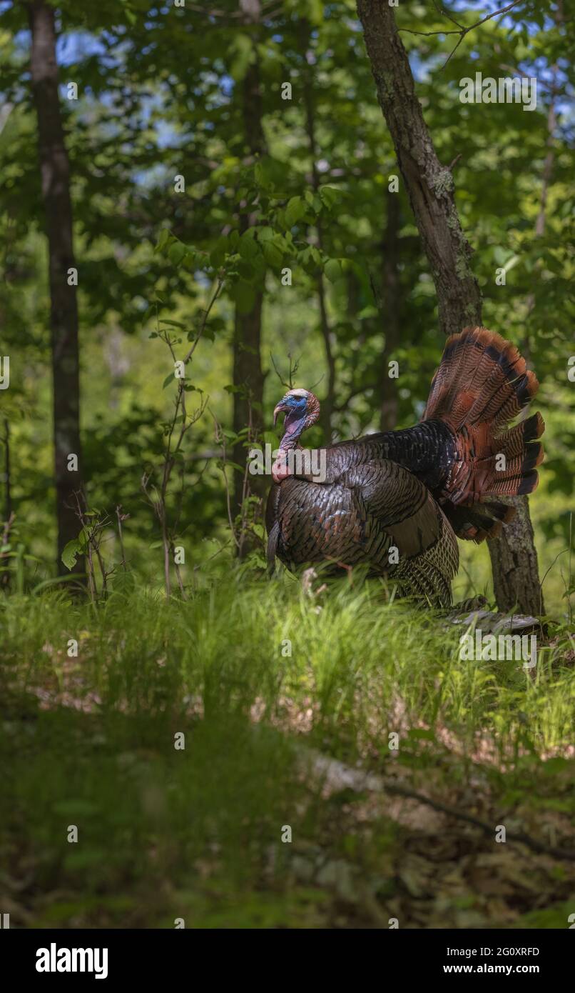 Eastern wild turkey behavior hi-res stock photography and images - Alamy