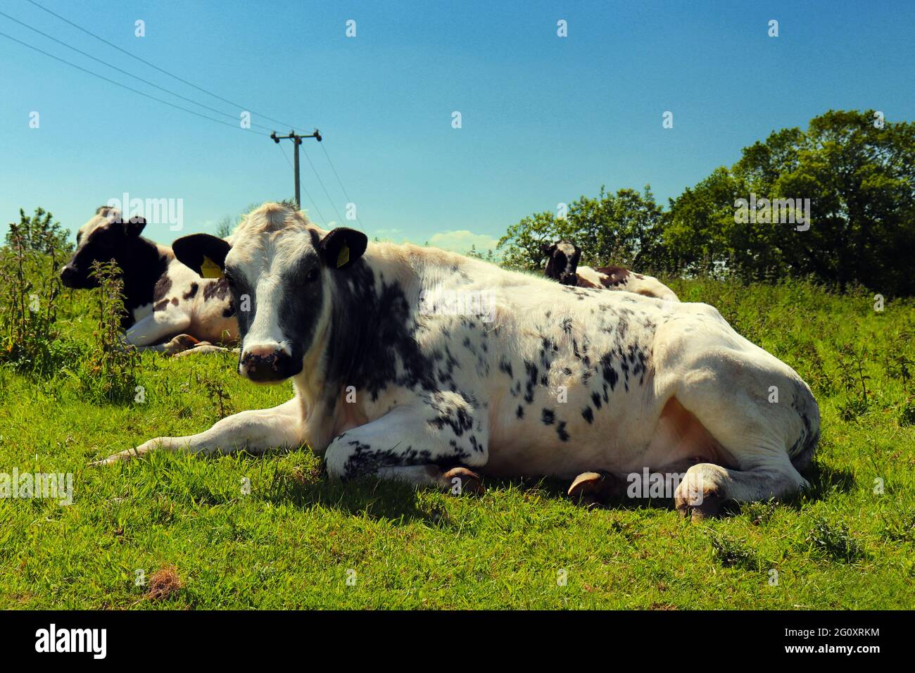 Mature cows hi-res stock photography and images - Alamy