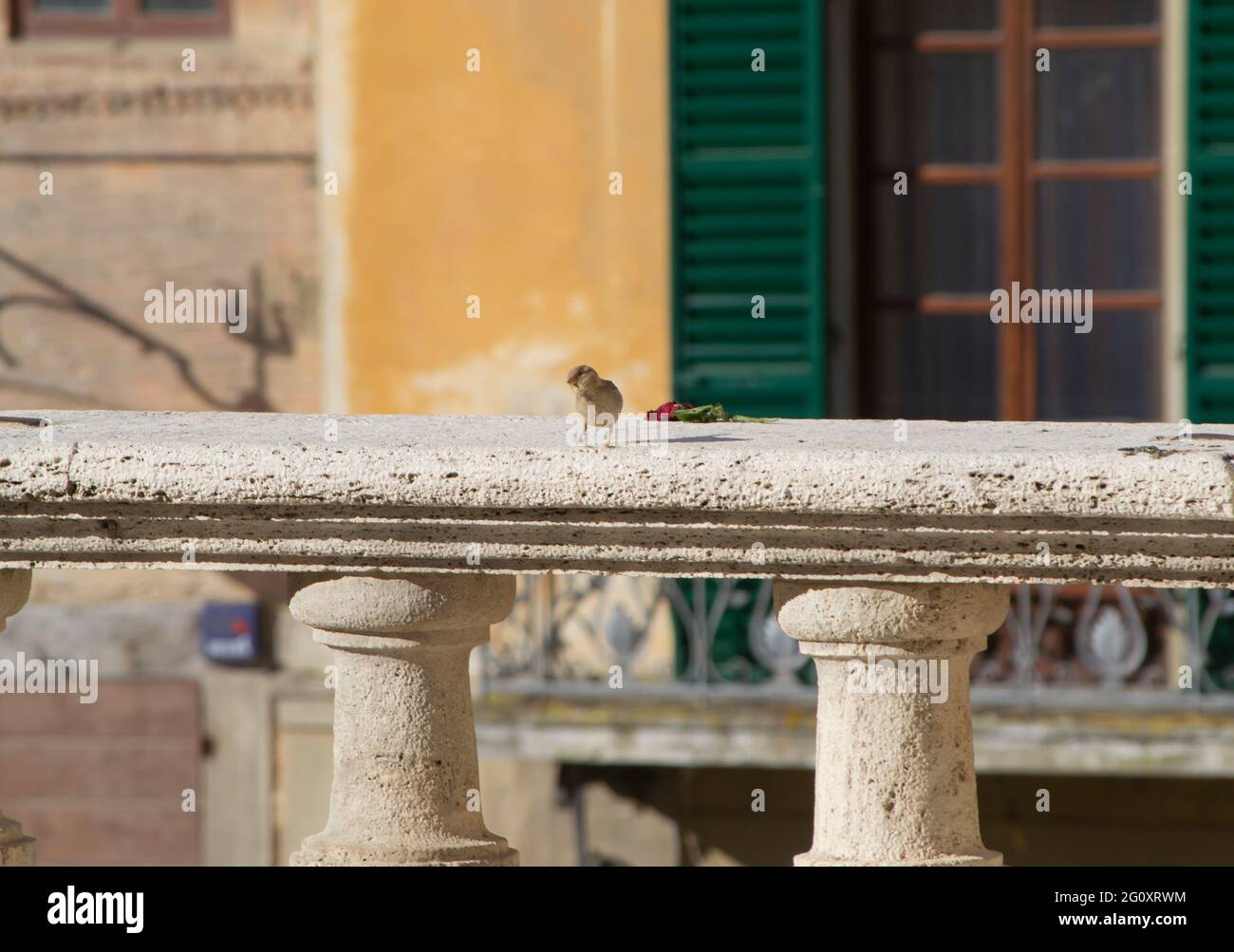 ancient colonnade in the old town with a sparrow Stock Photo - Alamy