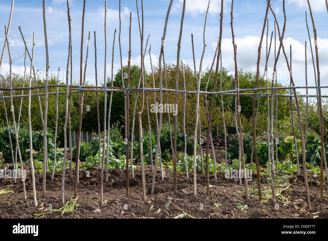 Home made supporting frame ready to support runner beans Stock Photo ...
