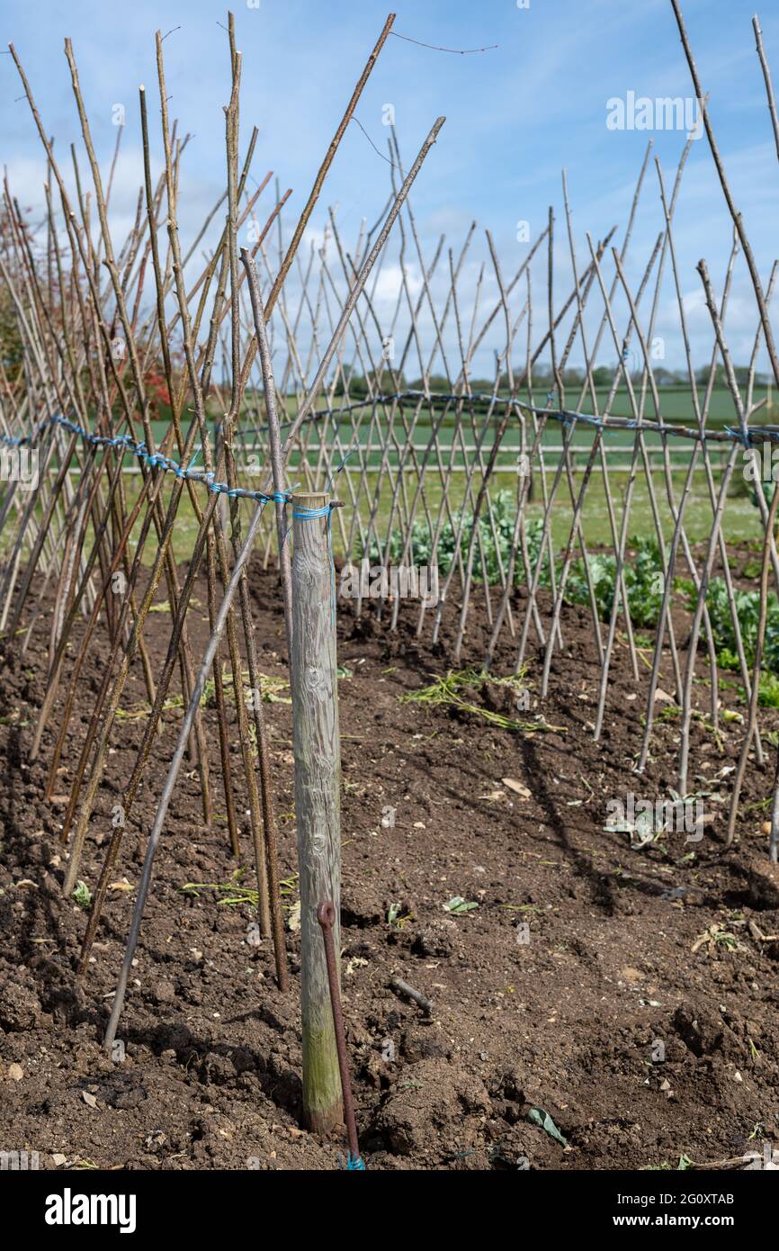 Home made supporting frame ready to support runner beans Stock Photo ...