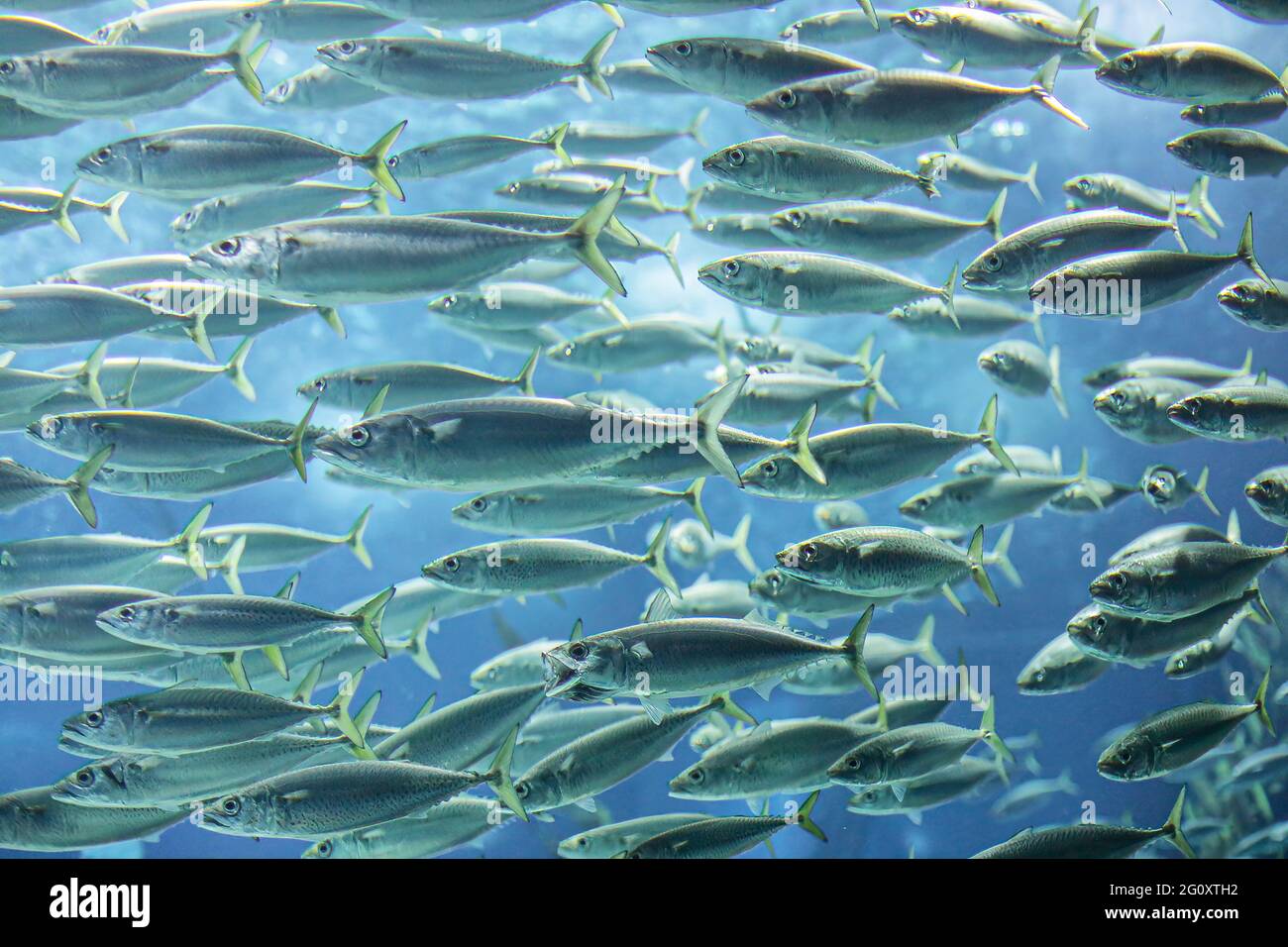 Salt water aquarium school of fish Stock Photo - Alamy