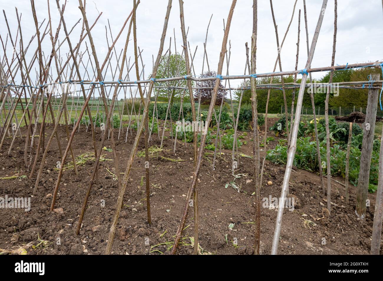 Bean support frame hi-res stock photography and images - Alamy