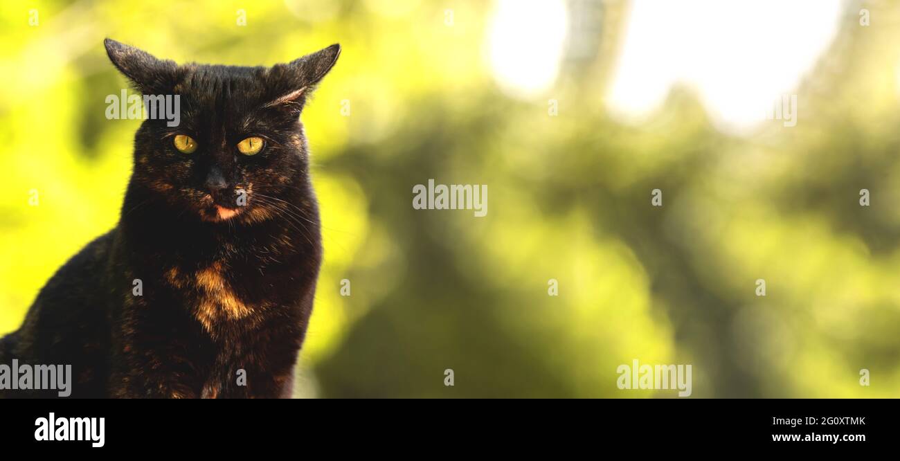 Brooding cat emotions, serious stray cat banner on a nature yellow ...