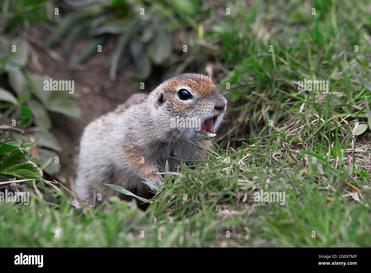 gopher close-up in a burrow Stock Photo - Alamy