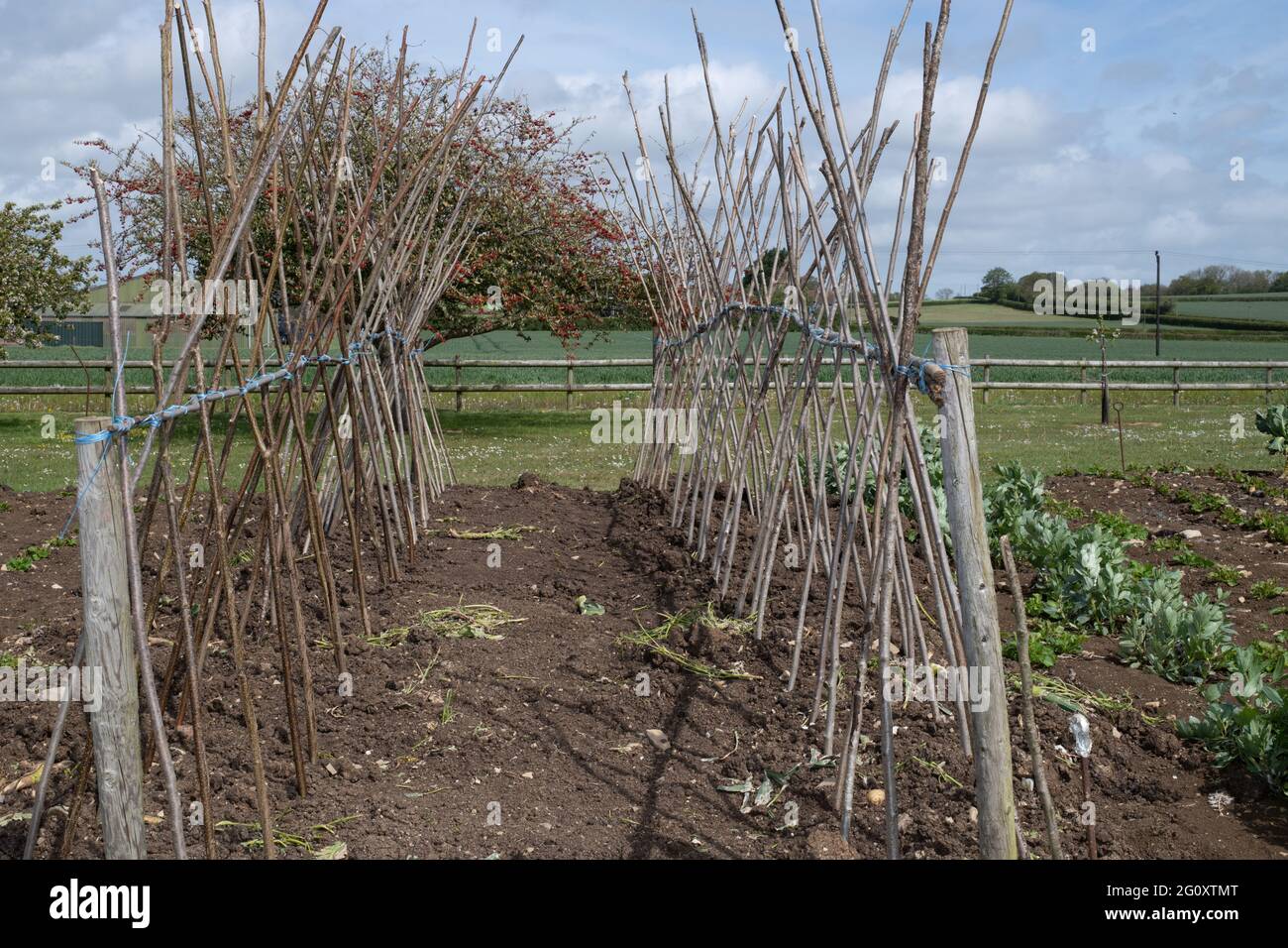 Home made supporting frame ready to support runner beans Stock Photo ...