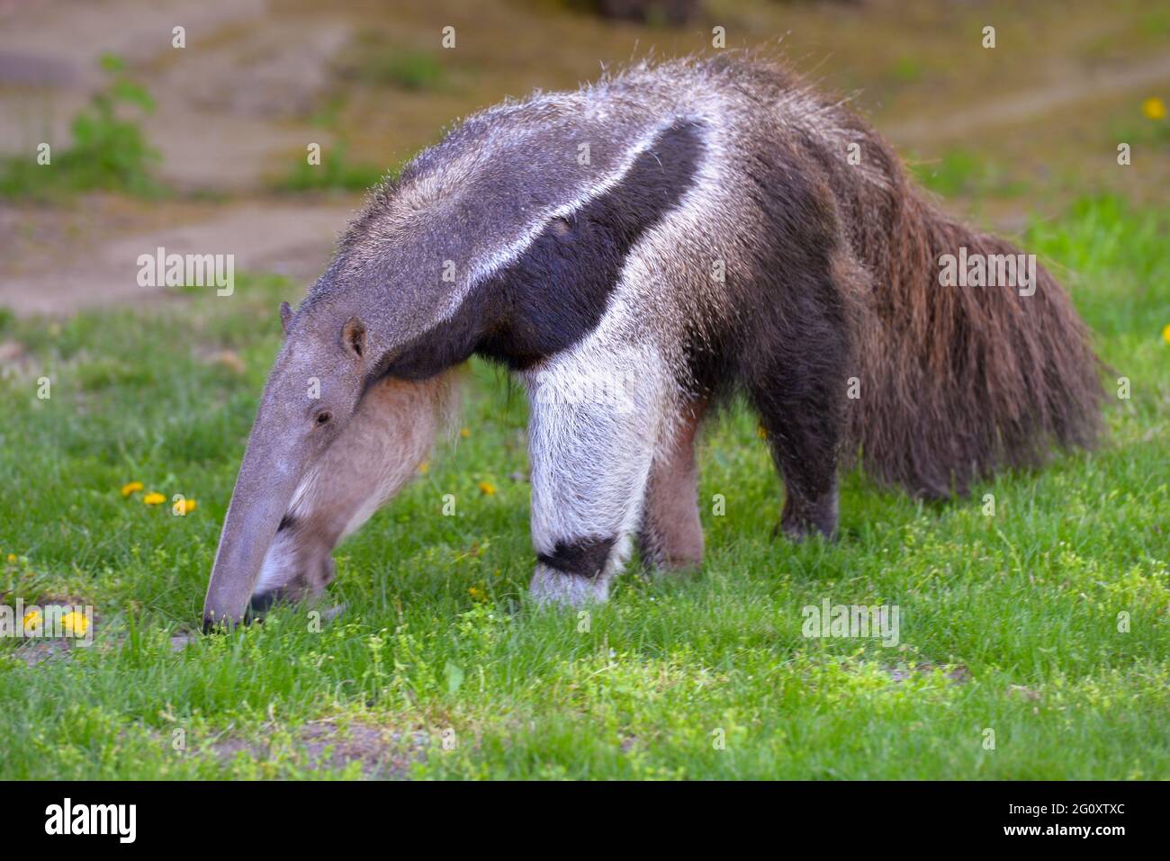 Closeup of the furry brown Anteater animal on the grassy ground in the ...