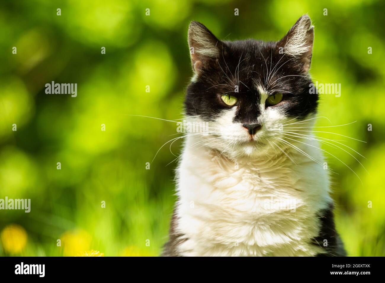 Grumpy black and white cat on the nature greenery background, portrait ...