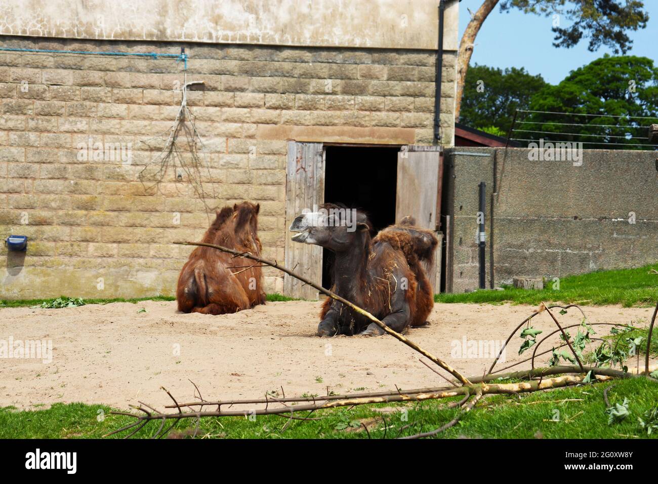 Animal captivity hi-res stock photography and images - Alamy