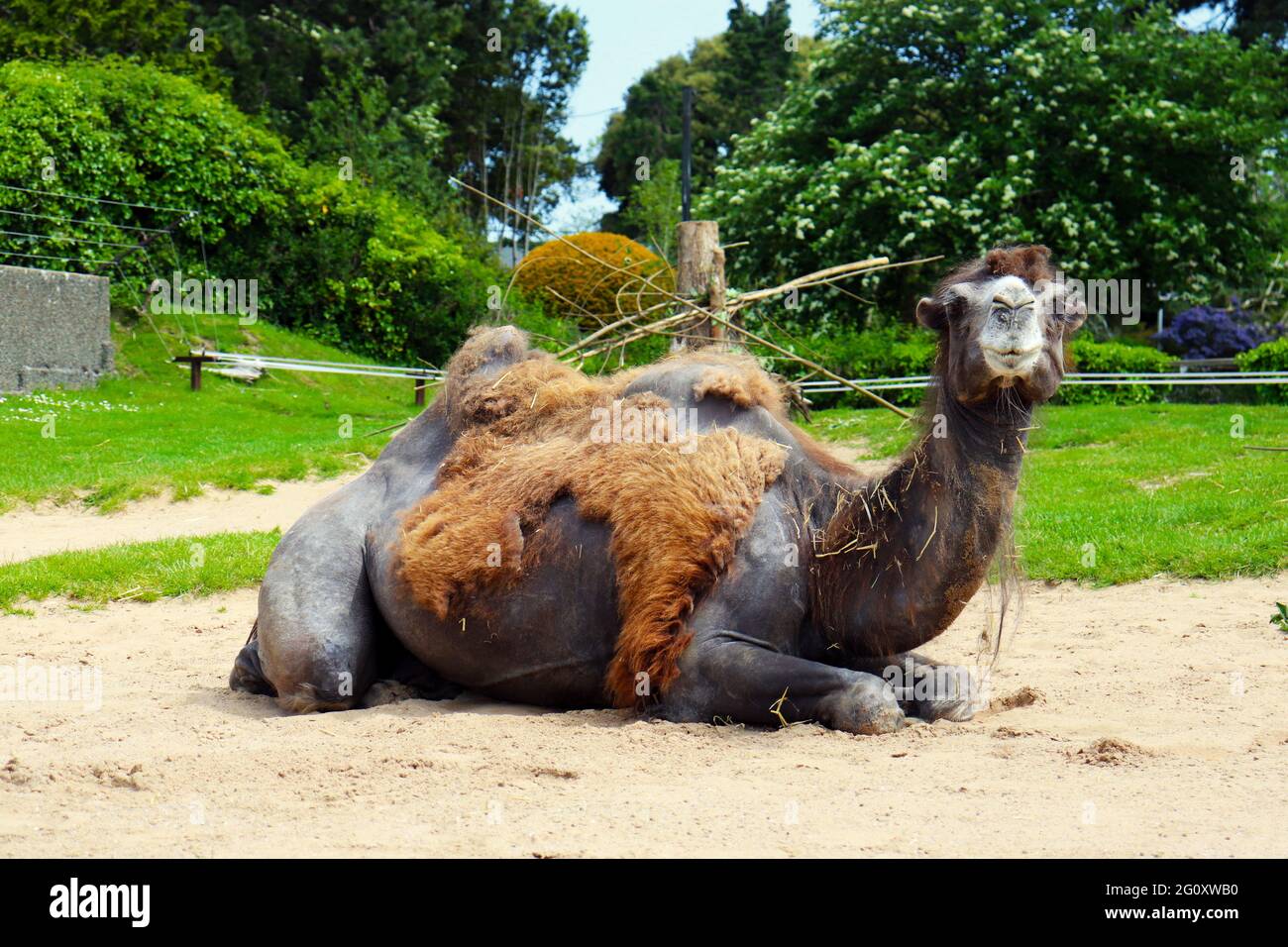 camel in the zoo Stock Photo - Alamy