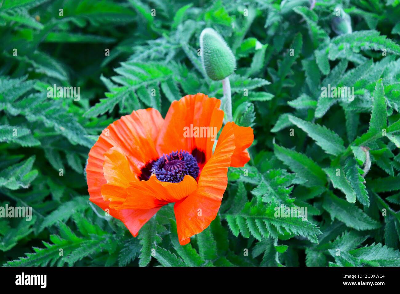 red poppy flower Stock Photo - Alamy